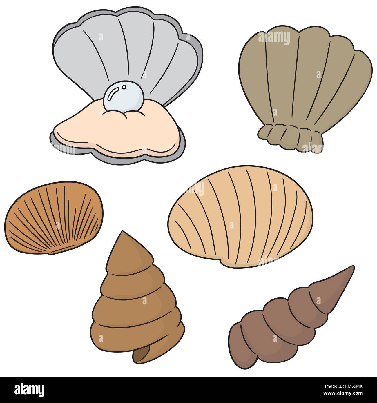 vector set of sea shell Stock Vector Image & Art - Alamy