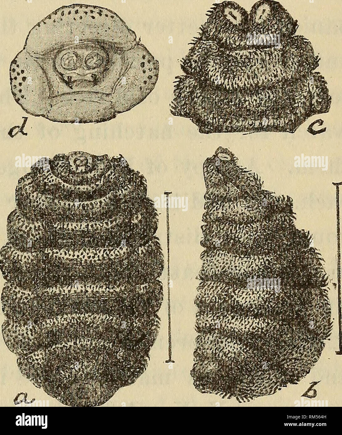 Cuterebra hi-res stock photography and images - Alamy