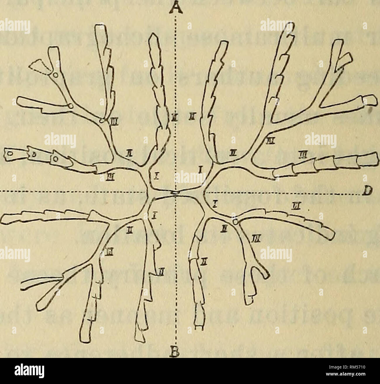 . Annual report of the Regents. New York State Museum; Science. c—. Fig ...