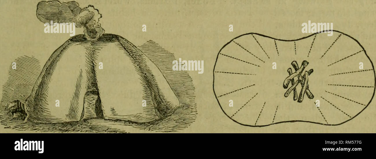 Incision fish hi-res stock photography and images - Alamy