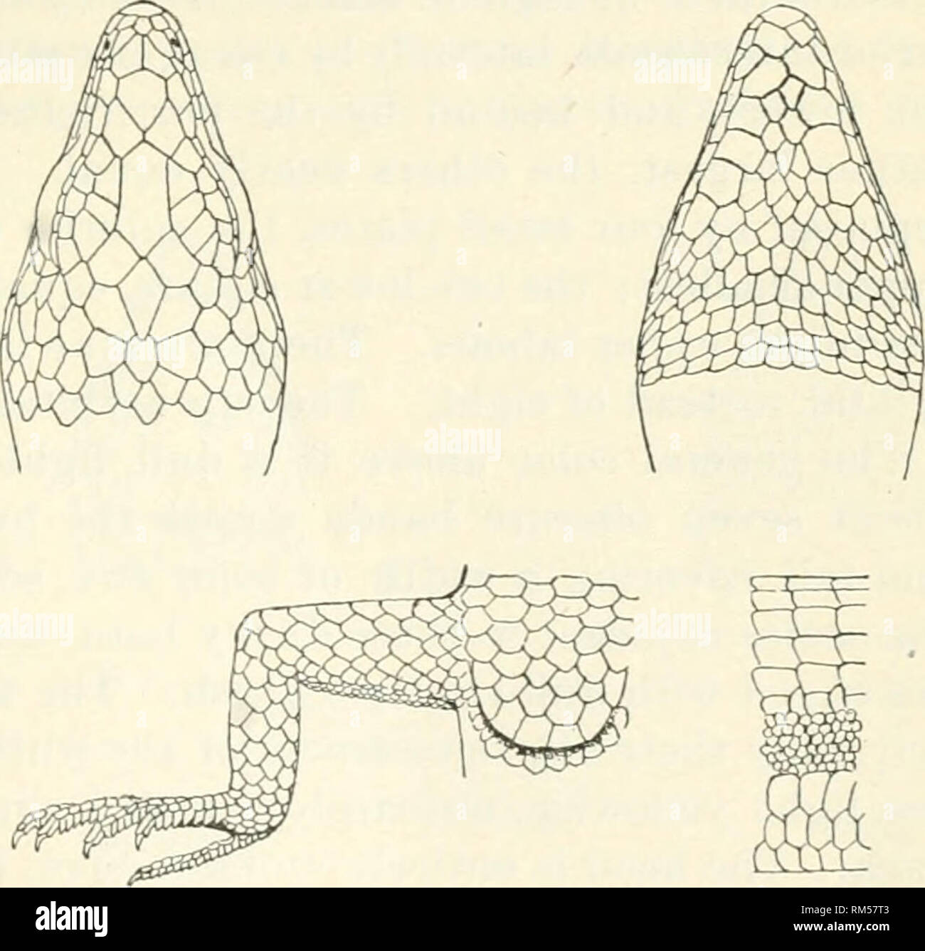 Gerrhonotus hi-res stock photography and images - Alamy