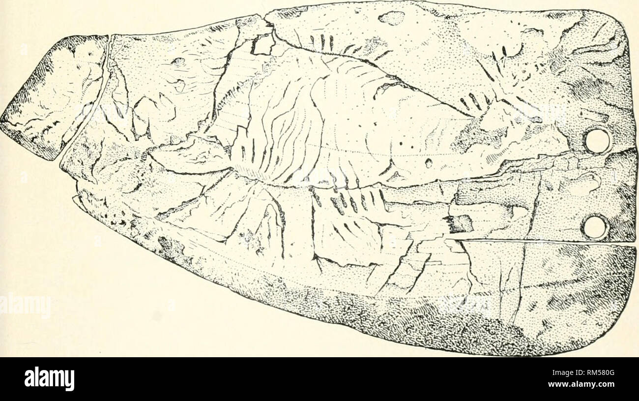 Shell gorget hi-res stock photography and images - Alamy