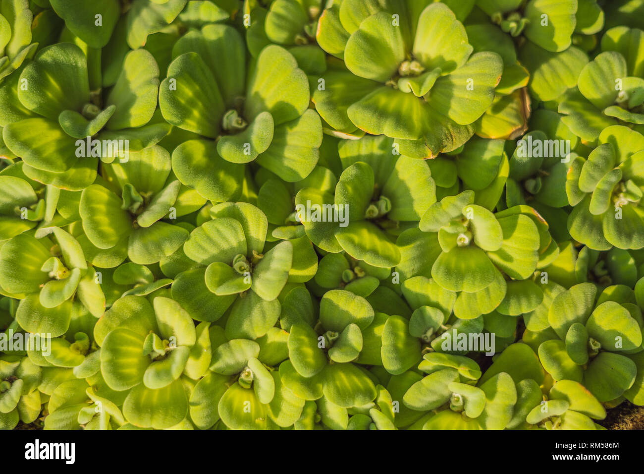 Closeup nature view of green plant in garden. Natural green plants for ...
