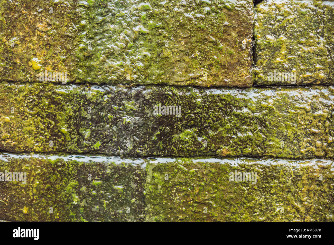 Wet brick wall with moss, Balinese style Stock Photo - Alamy