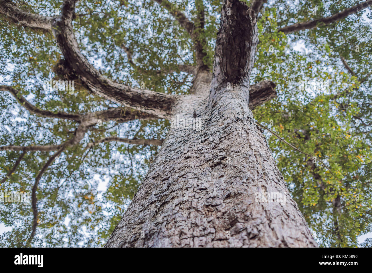 ancient and giant tree in park Bali, Indonesia Stock Photo - Alamy