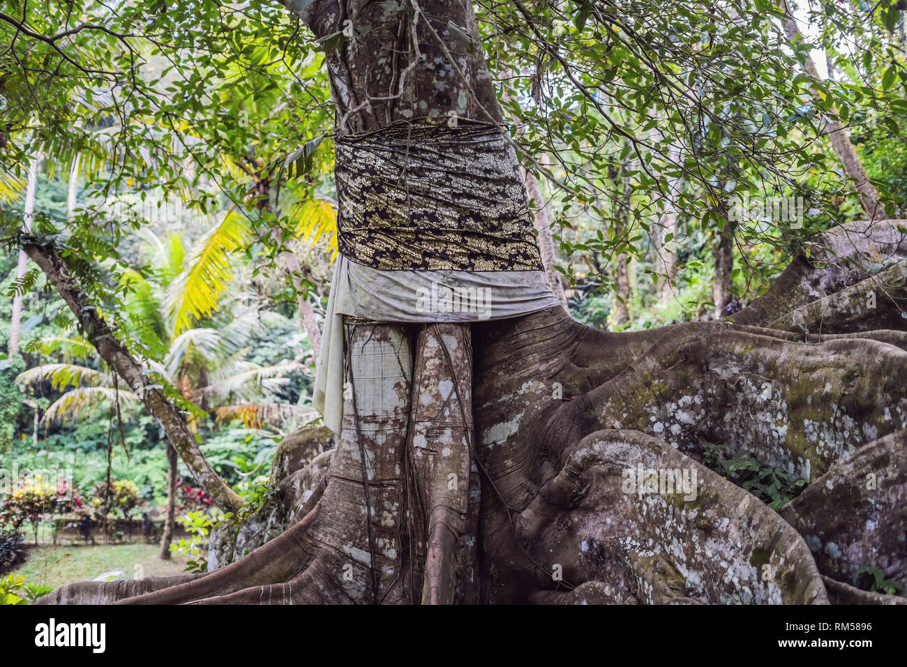 ancient and giant tree in park Bali, Indonesia Stock Photo - Alamy