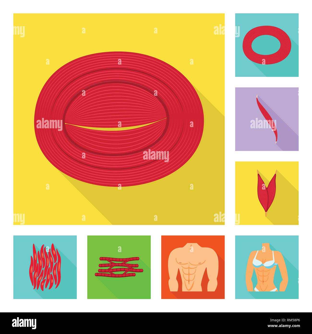 Isolated object of muscle and cells symbol. Collection of muscle and ...