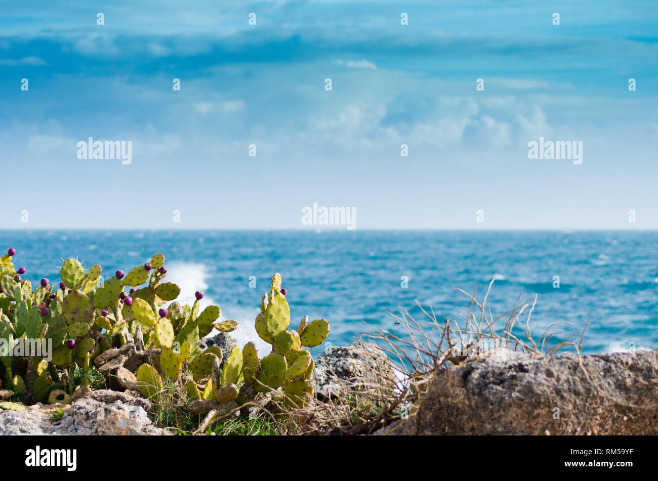 Beautiful rocky coastline vegetation hi-res stock photography and ...