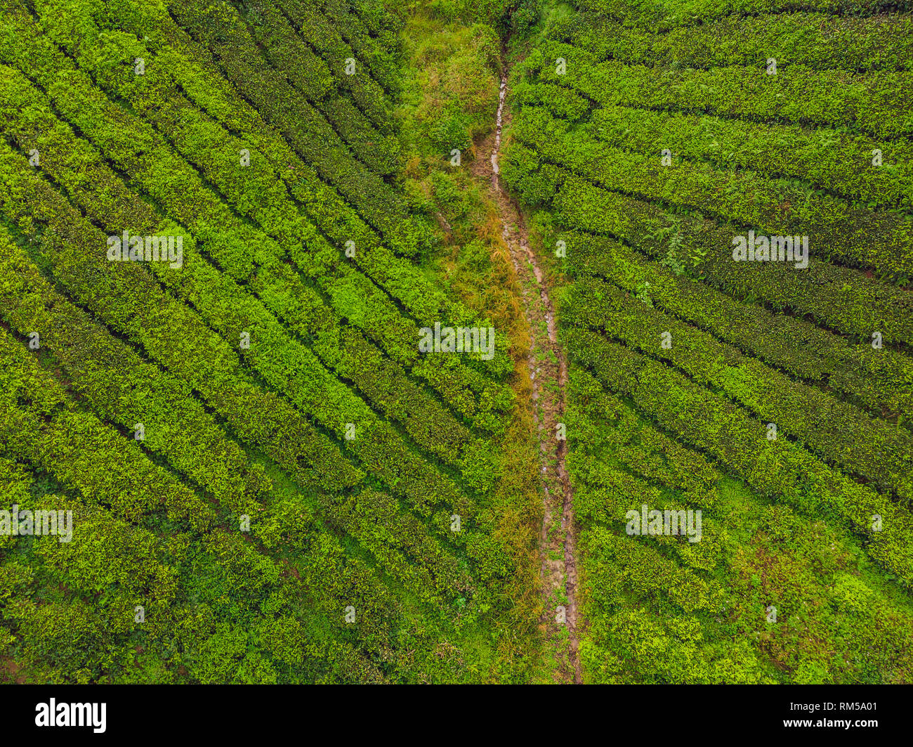Aerial view of Tea plantation, Shot from drone Stock Photo - Alamy