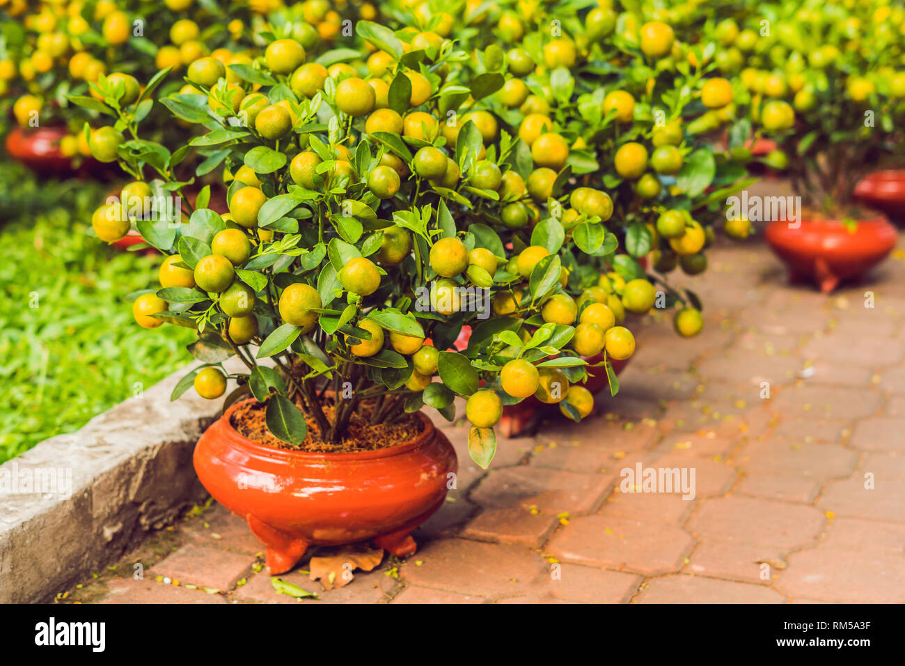 Close up Vibrant orange citrus fruits on a Kumquat tree in honor of the ...