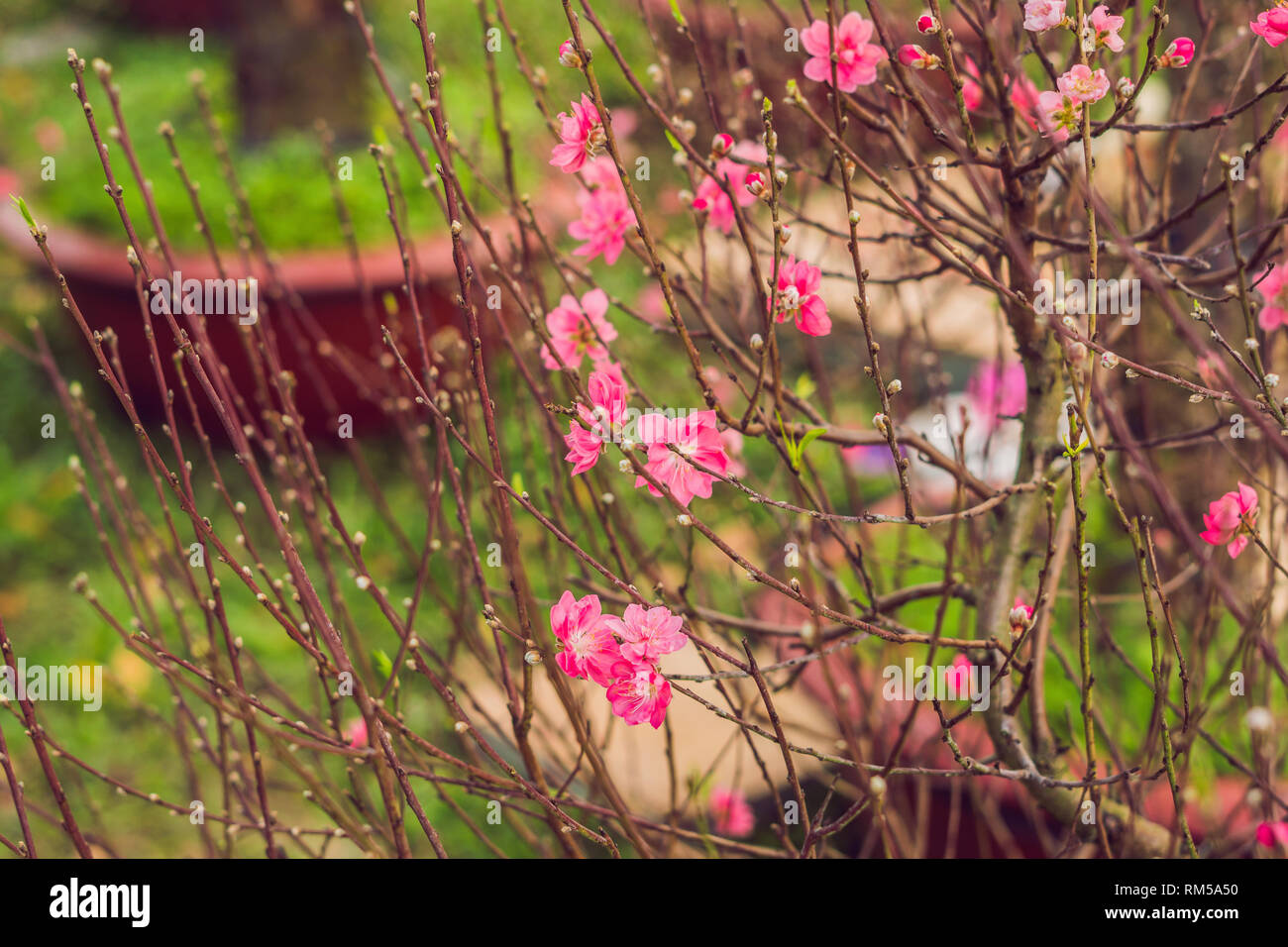 pink blooming trees in honor of the Vietnamese new year. Lunar new year ...