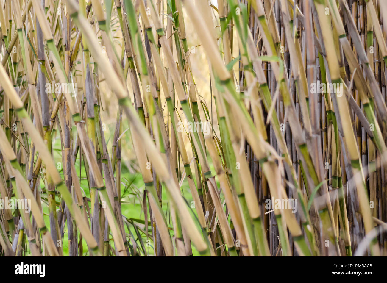 background of bamboo texture Stock Photo - Alamy