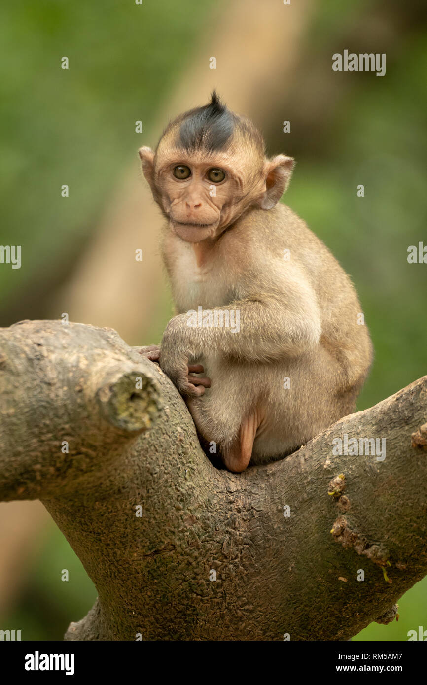 Baby long-tailed macaque faces camera on branch Stock Photo - Alamy