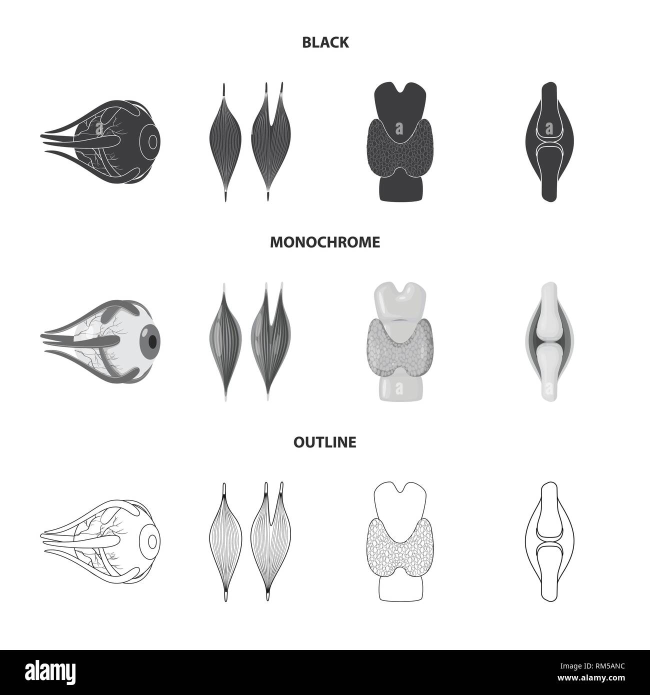 eyeball,muscle,dorsal,bone,eye,organs,spinal,tendon,cornea,tissue,bones ...