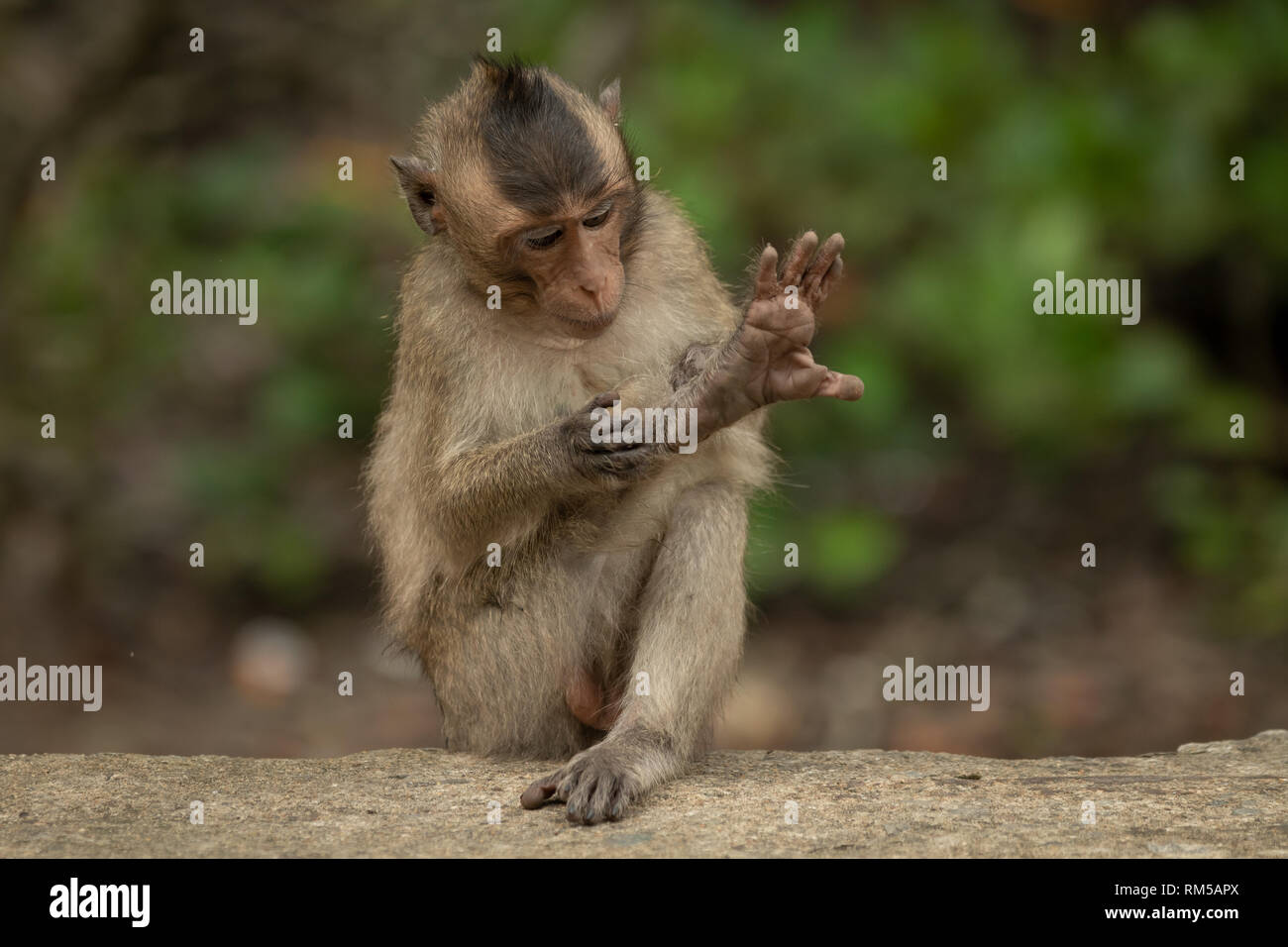 Baby long-tailed macaque grooms leg on wall Stock Photo - Alamy