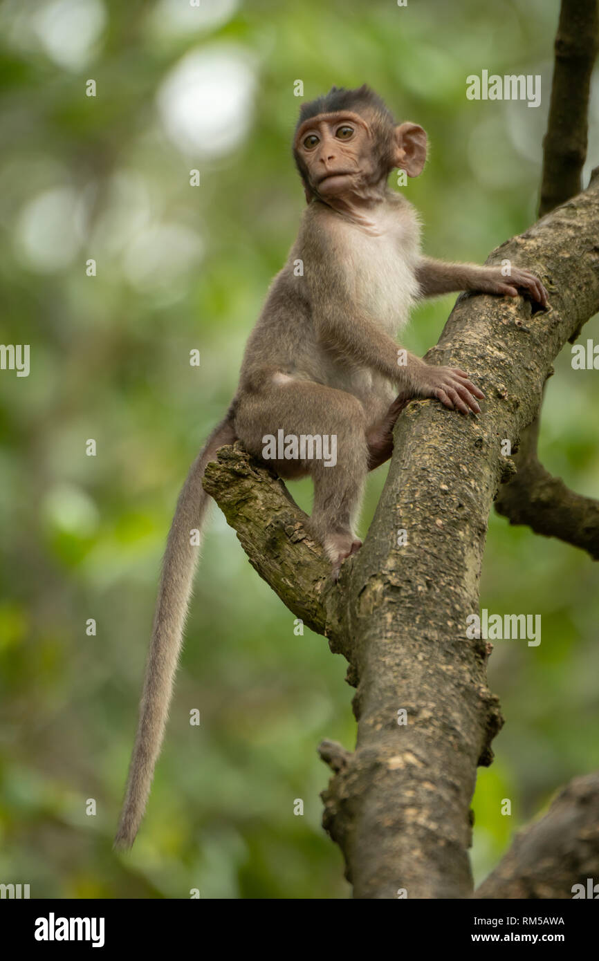 Baby long-tailed macaque in branches looking down Stock Photo - Alamy