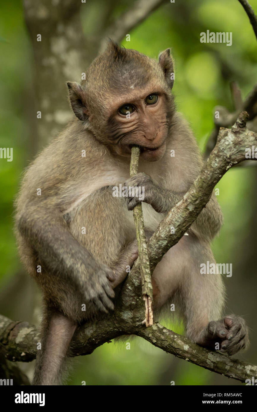 Baby long-tailed macaque in tree biting twig Stock Photo - Alamy