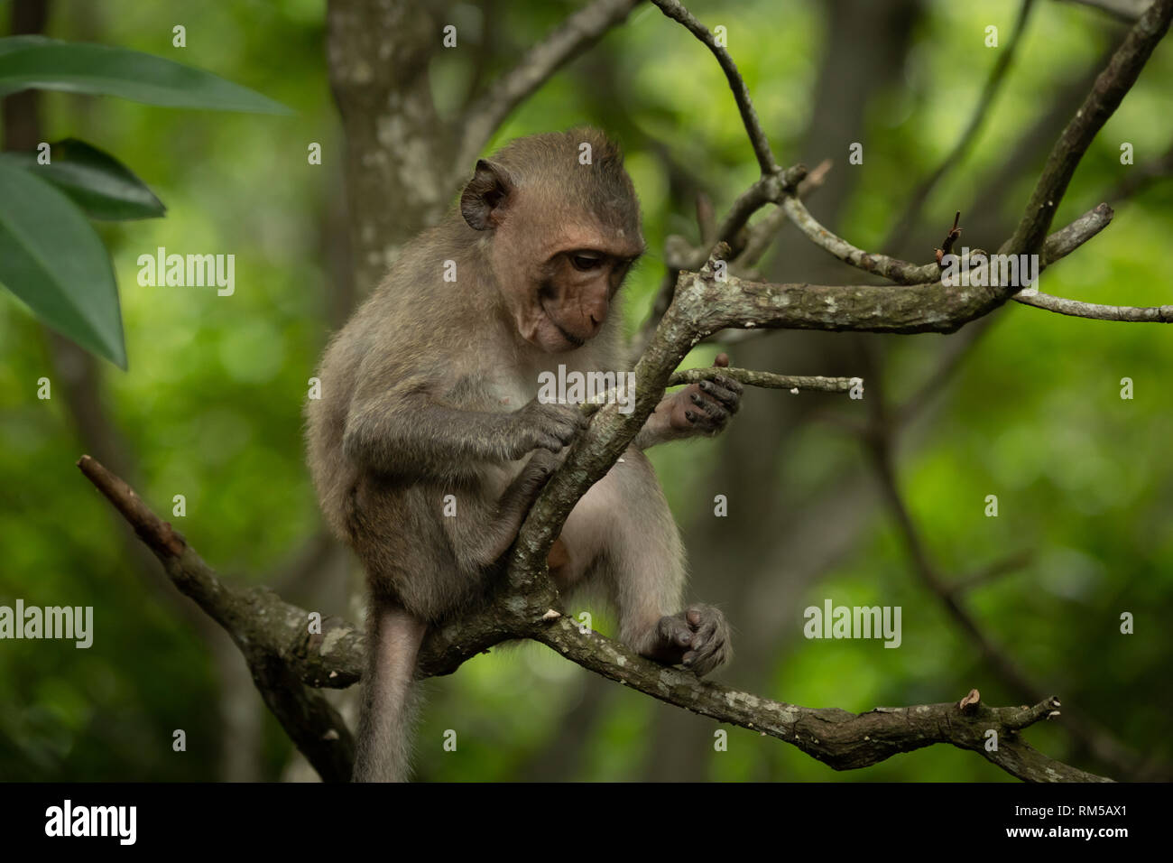 Baby long-tailed macaque in tree holding twig Stock Photo - Alamy