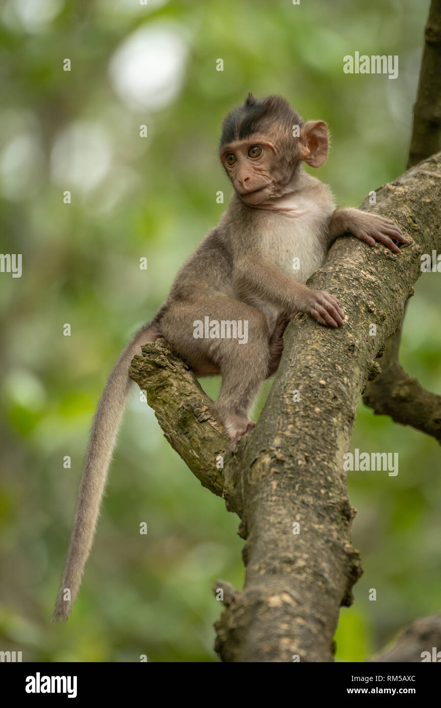 Baby long-tailed macaque in tree looking down Stock Photo - Alamy