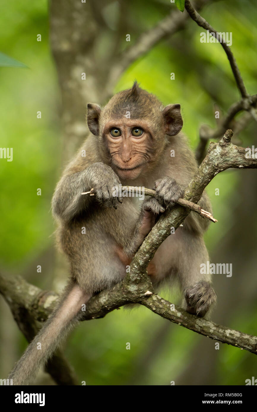 Baby long-tailed macaque in tree with twig Stock Photo - Alamy
