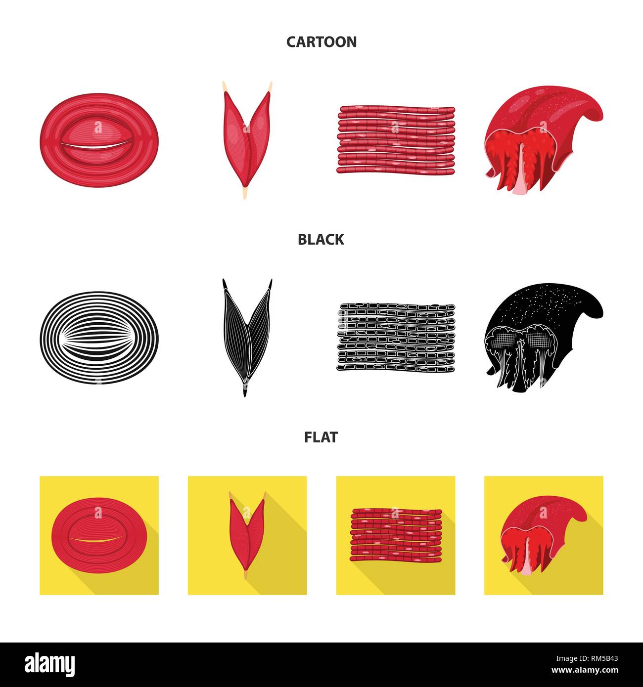Vector design of fiber and muscular symbol. Set of fiber and body stock ...