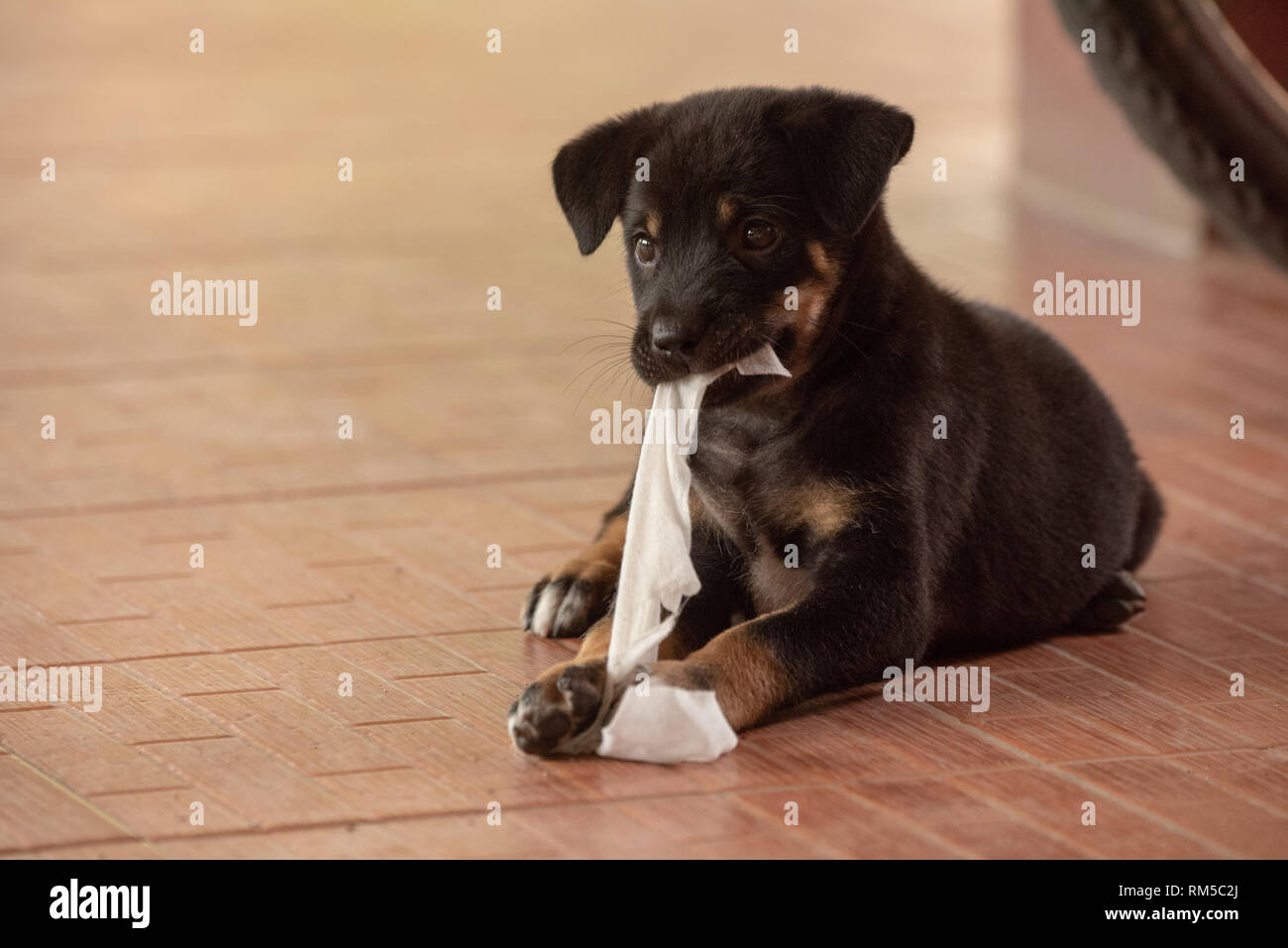Puppy ripping up tissue on tiled floor Stock Photo - Alamy