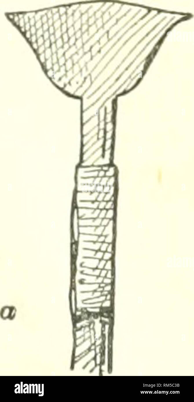 Angola reed hi-res stock photography and images - Alamy