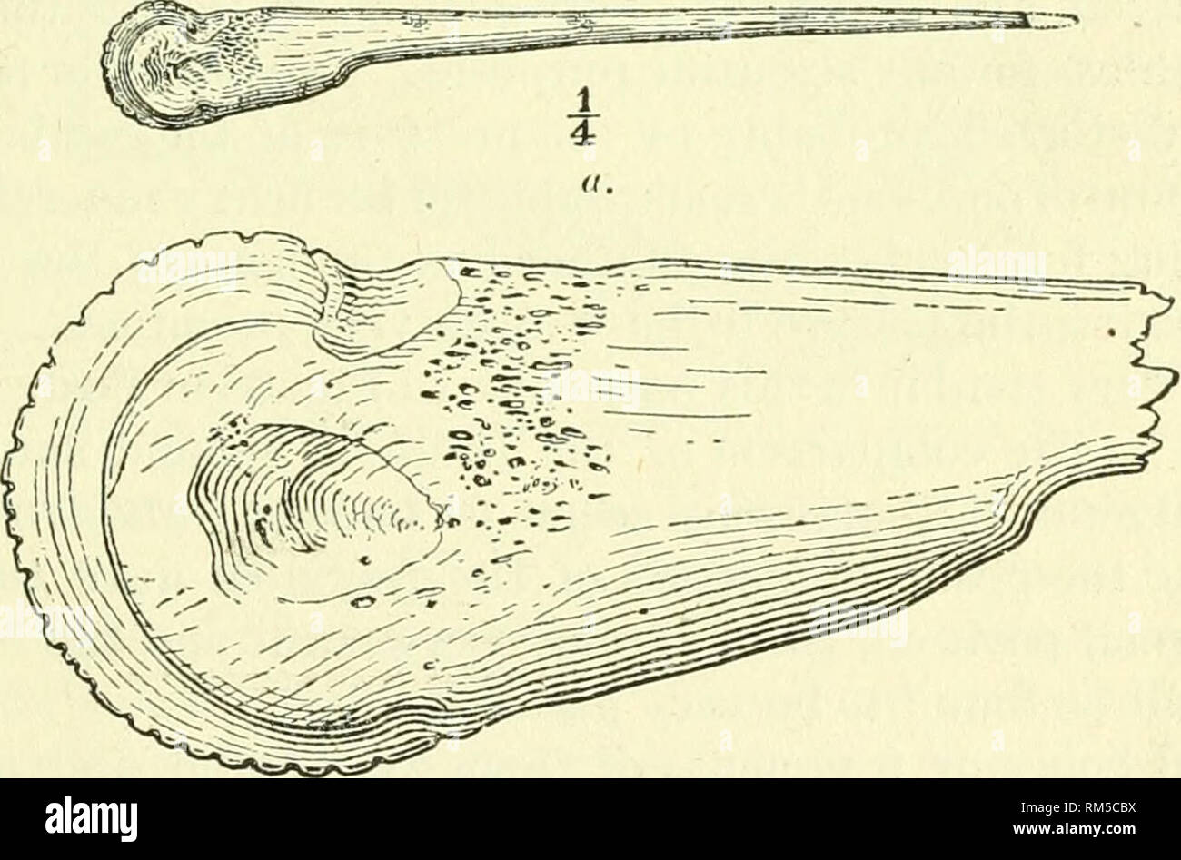 Awl head hi-res stock photography and images - Alamy