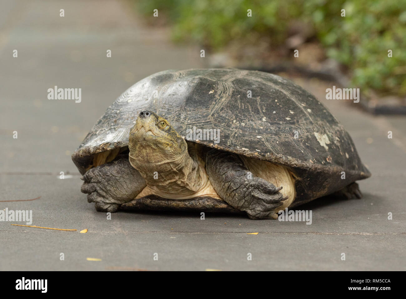 Neck stretching turtle hi-res stock photography and images - Alamy