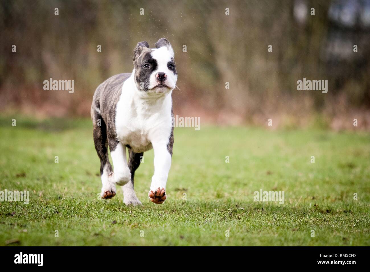 running American Bulldog Stock Photo - Alamy