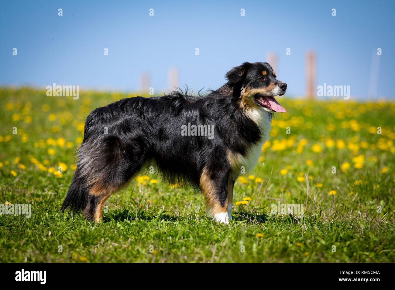 standing Australian Shepherd Stock Photo - Alamy