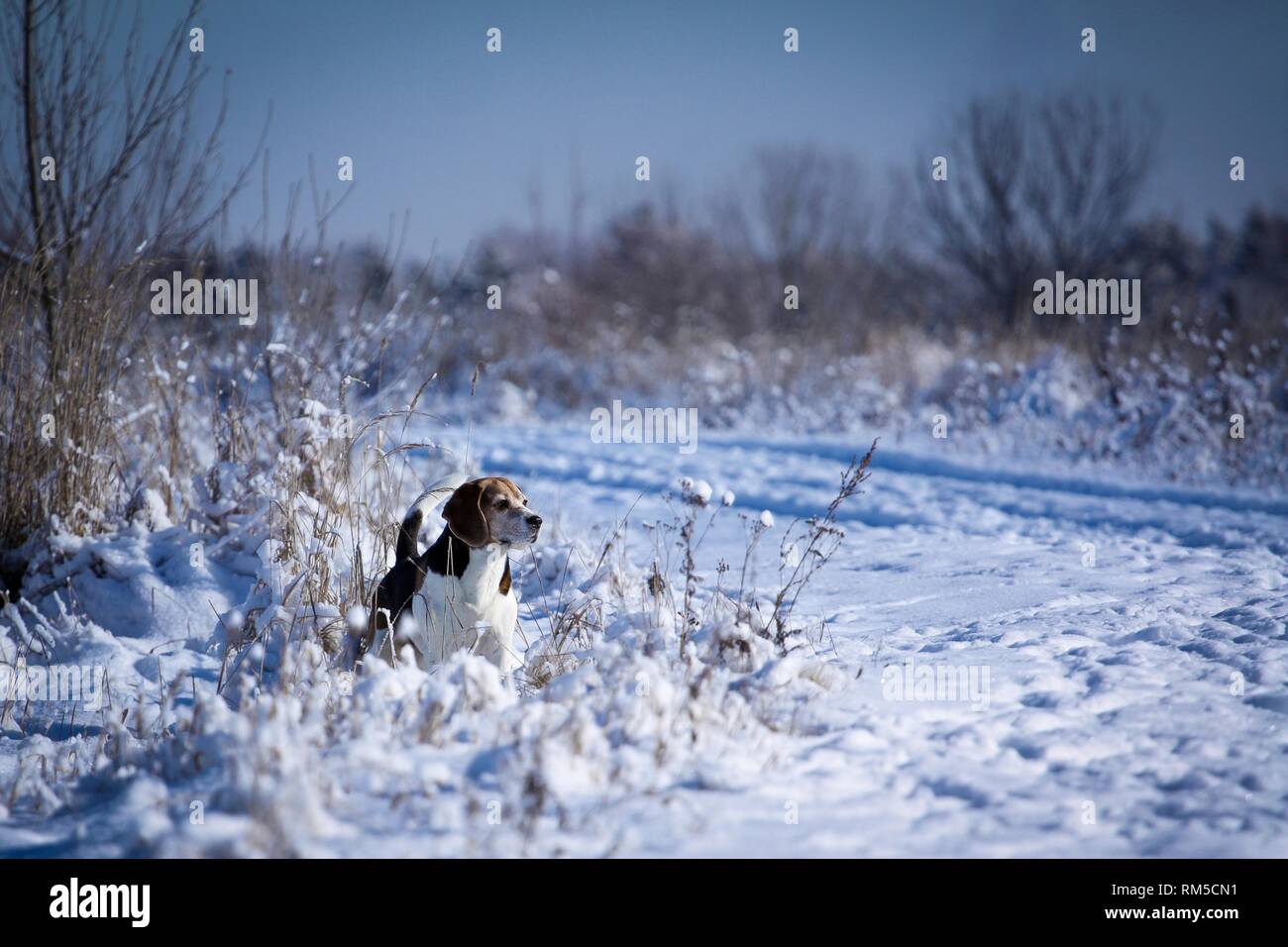 Beagle in snow hi-res stock photography and images - Alamy