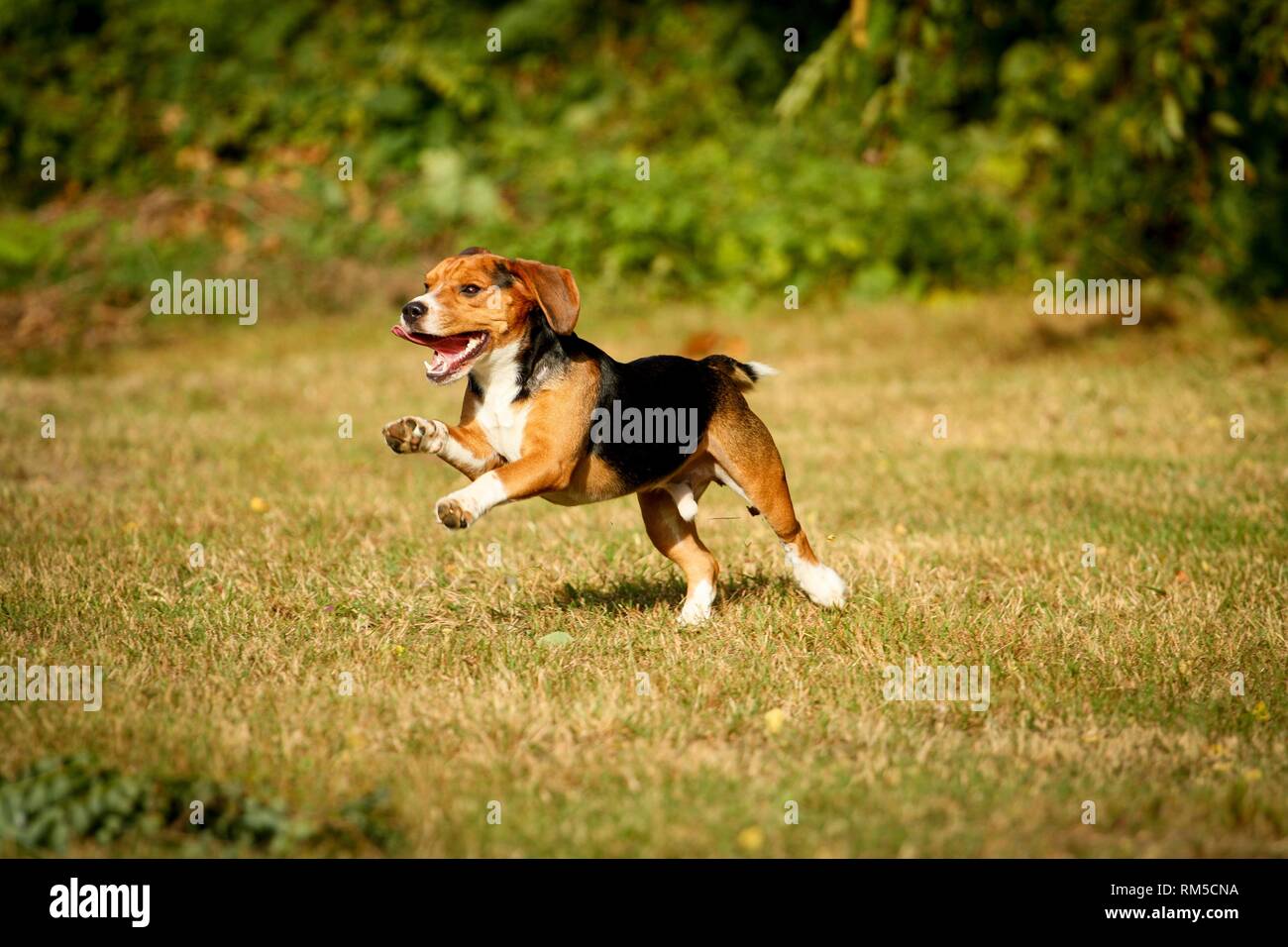 Beagle running side view hi-res stock photography and images - Alamy