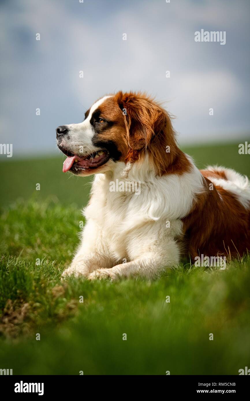 Two st bernard dog hi-res stock photography and images - Alamy