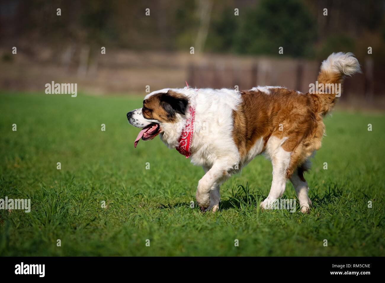 St Bernard Dogs High Resolution Stock Photography and Images - Alamy