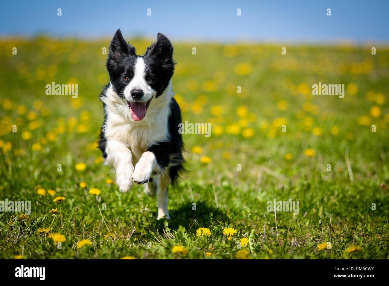 running Border Collie Stock Photo - Alamy