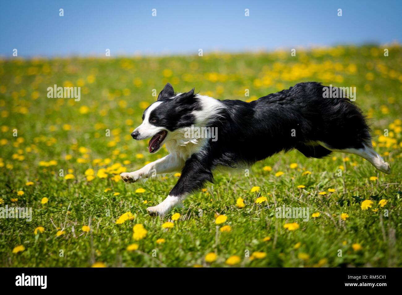 running Border Collie Stock Photo - Alamy