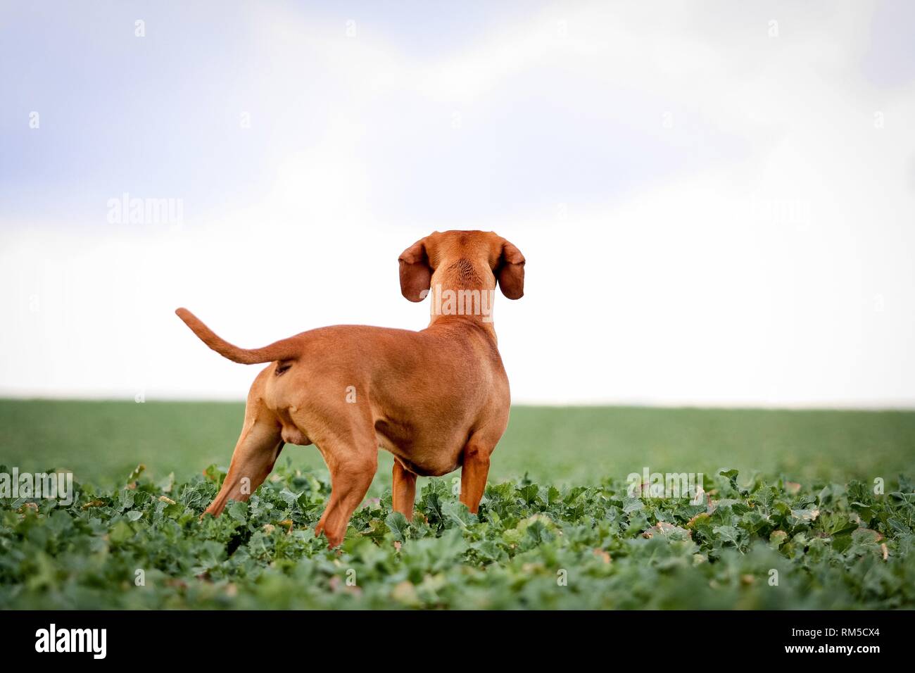 Red white dog hi-res stock photography and images - Alamy