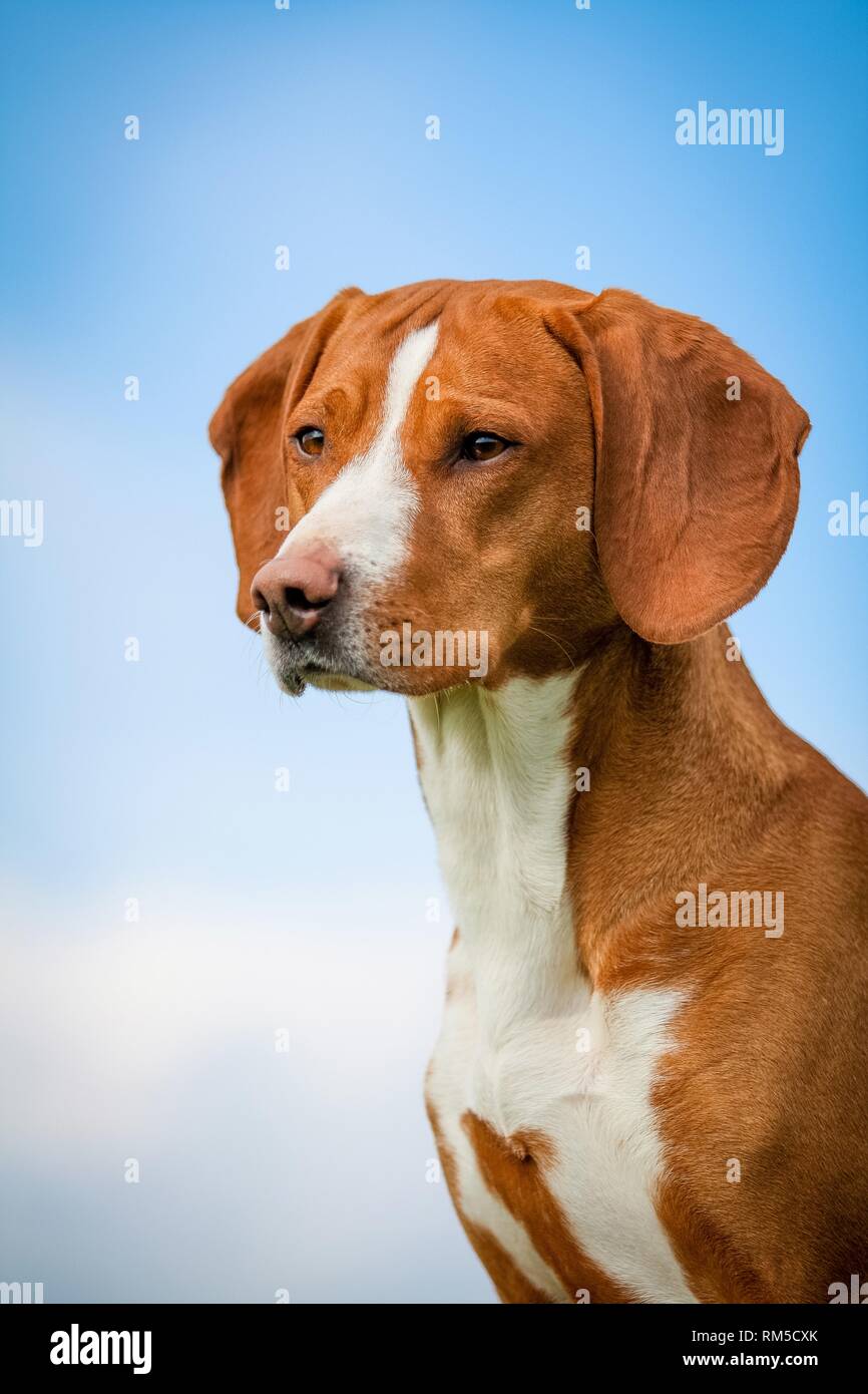 Red white dog hi-res stock photography and images - Alamy