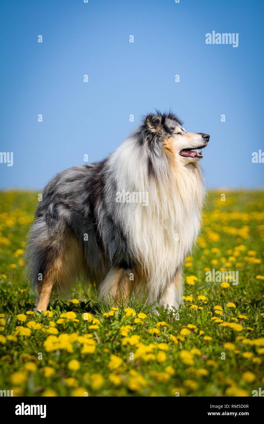 Merle collie hi-res stock photography and images - Alamy