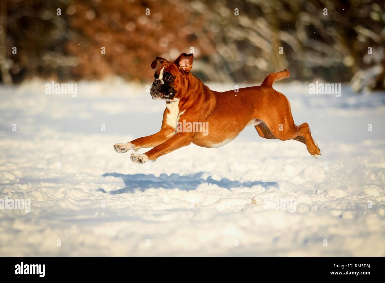 German Boxer in the snow Stock Photo - Alamy