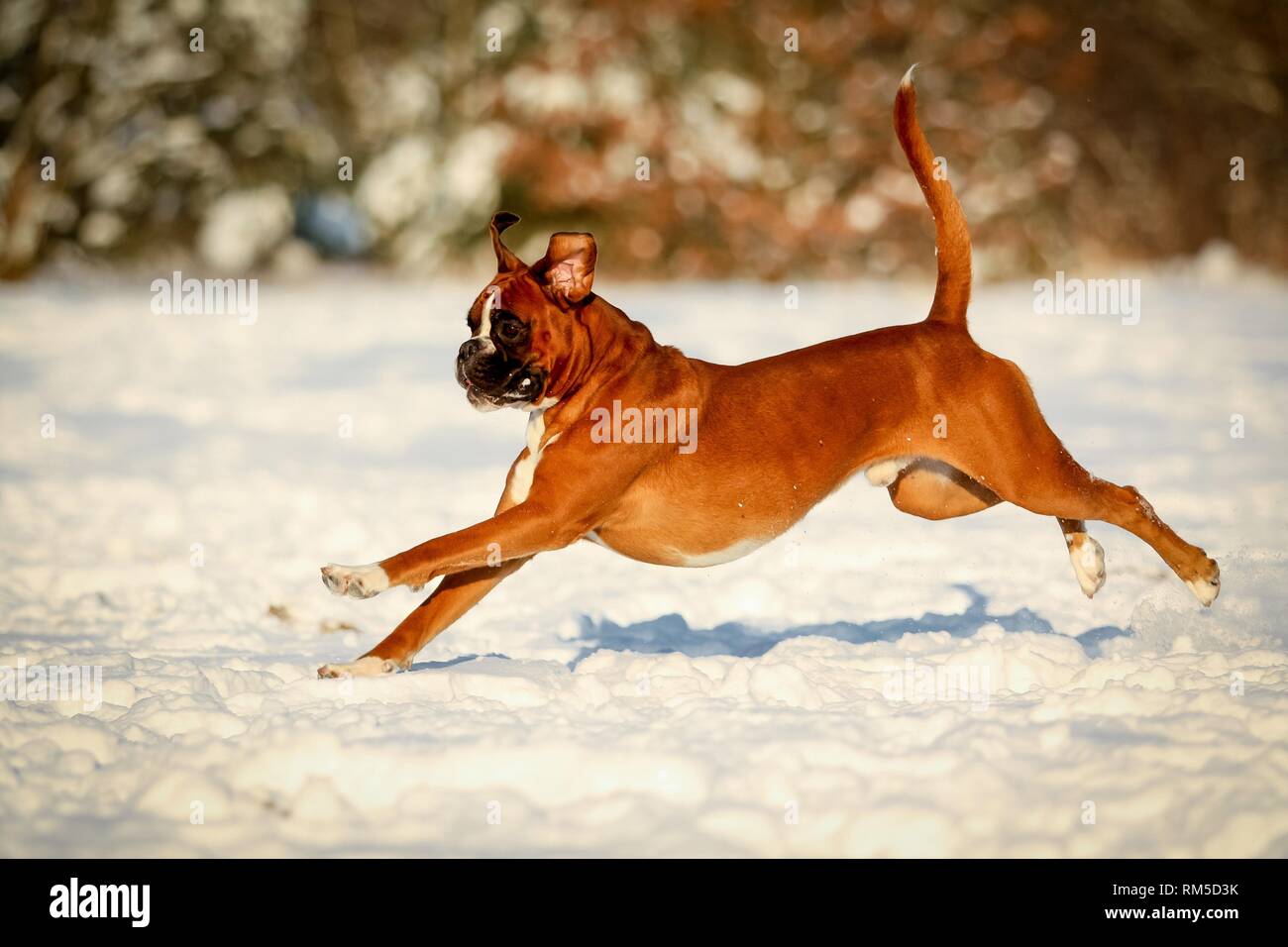 Boxer in the sunshine hi-res stock photography and images - Alamy