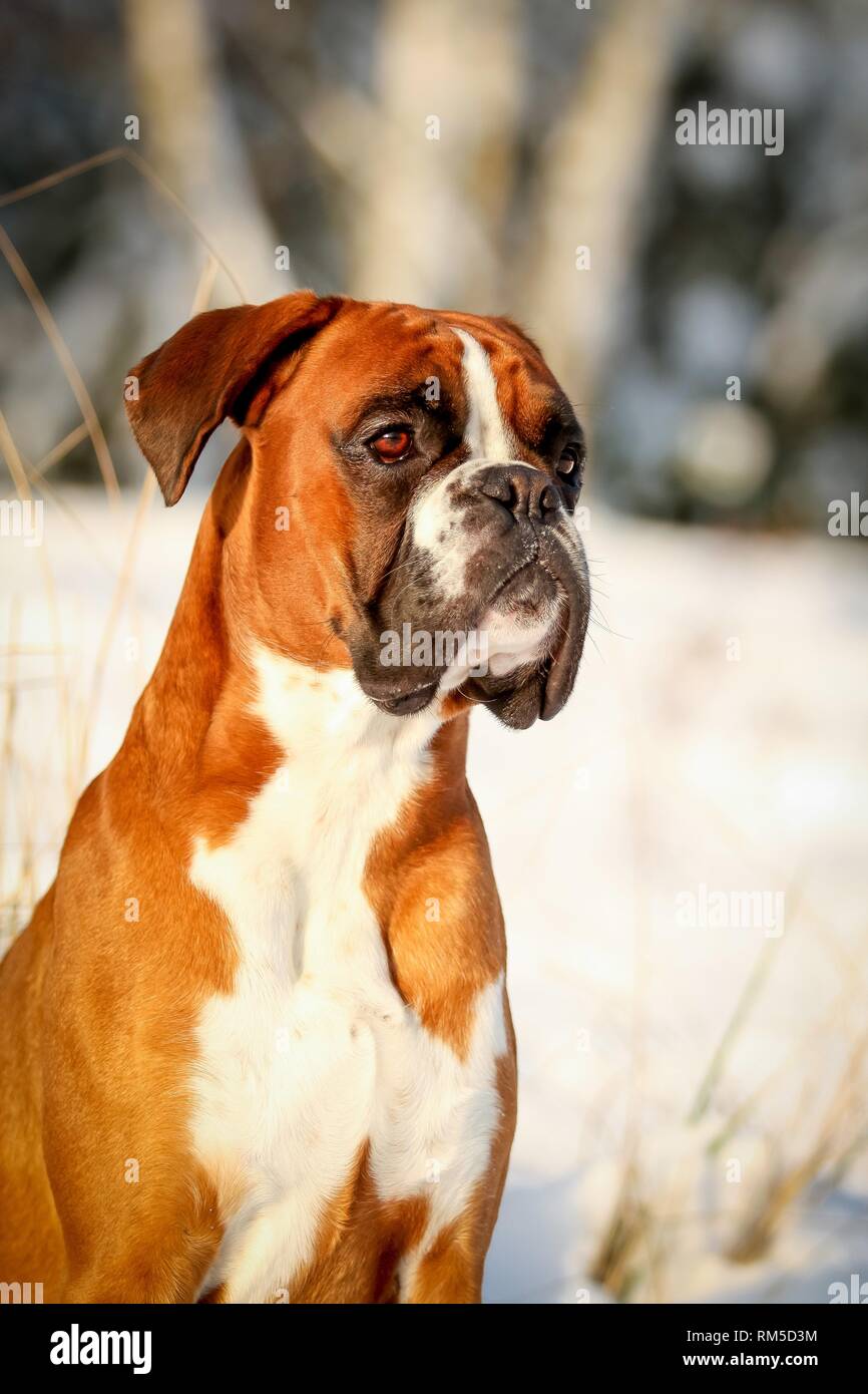 German Boxer Portrait Stock Photo - Alamy