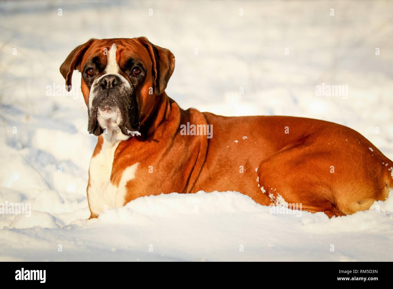lying German Boxer Stock Photo - Alamy