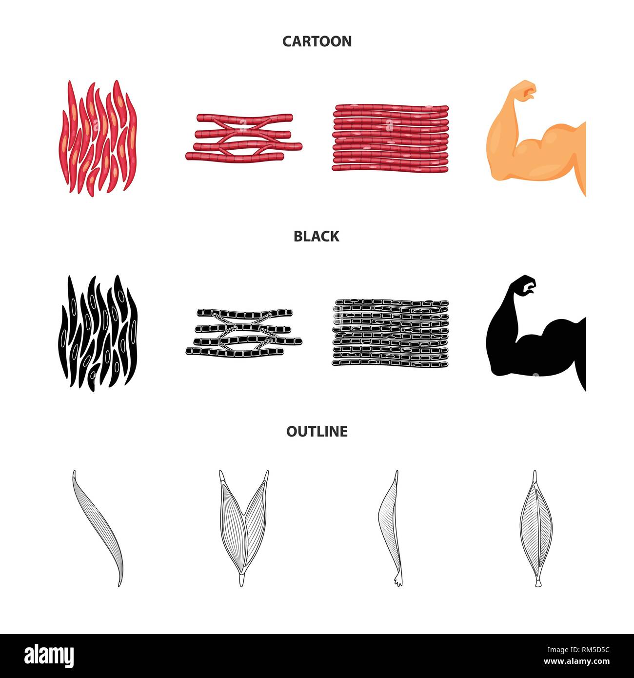 Vector design of fiber and muscular symbol. Collection of fiber and ...
