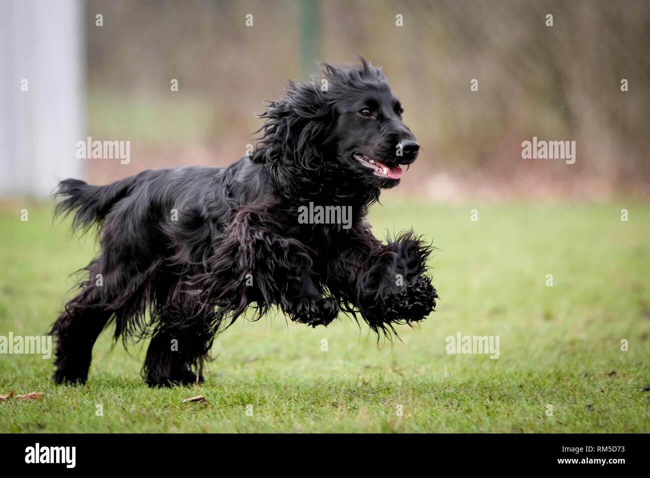 black English Cocker Spaniel Stock Photo - Alamy
