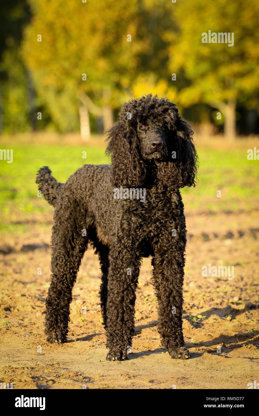 standing Giant Pudel Stock Photo - Alamy