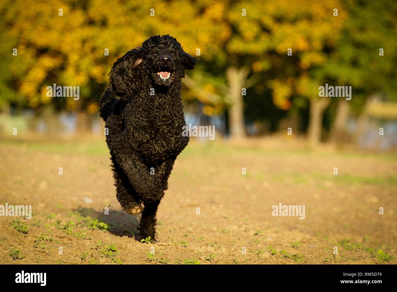 running Giant Pudel Stock Photo - Alamy