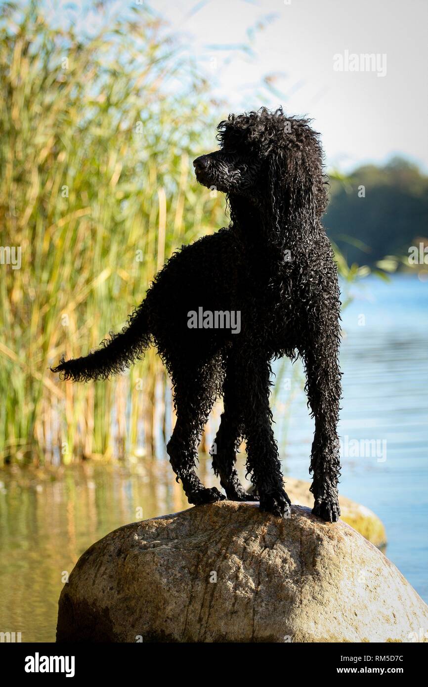 standing Giant Pudel Stock Photo - Alamy