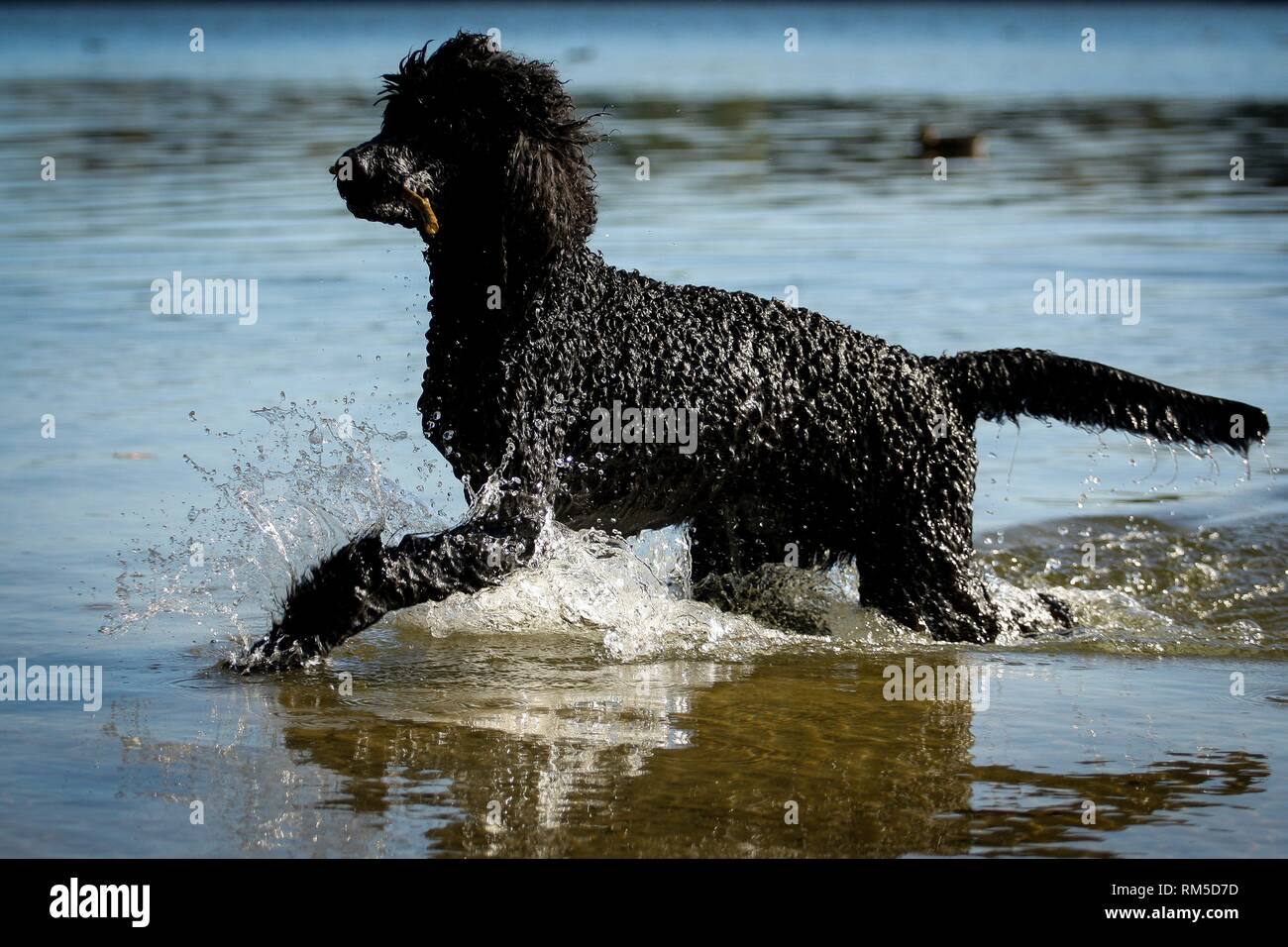 running Giant Pudel Stock Photo - Alamy